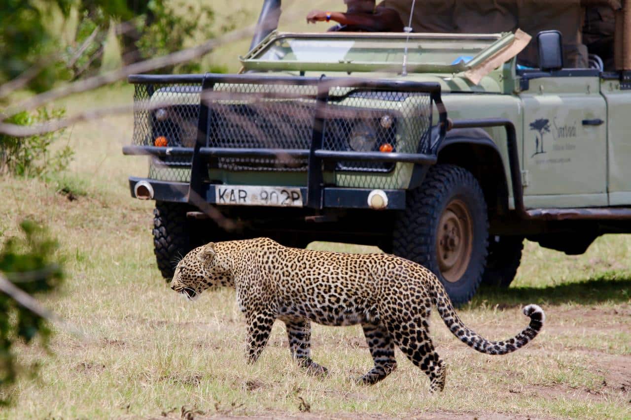 Leopard vs Cheetah: What's the Difference? | Cedarberg Africa