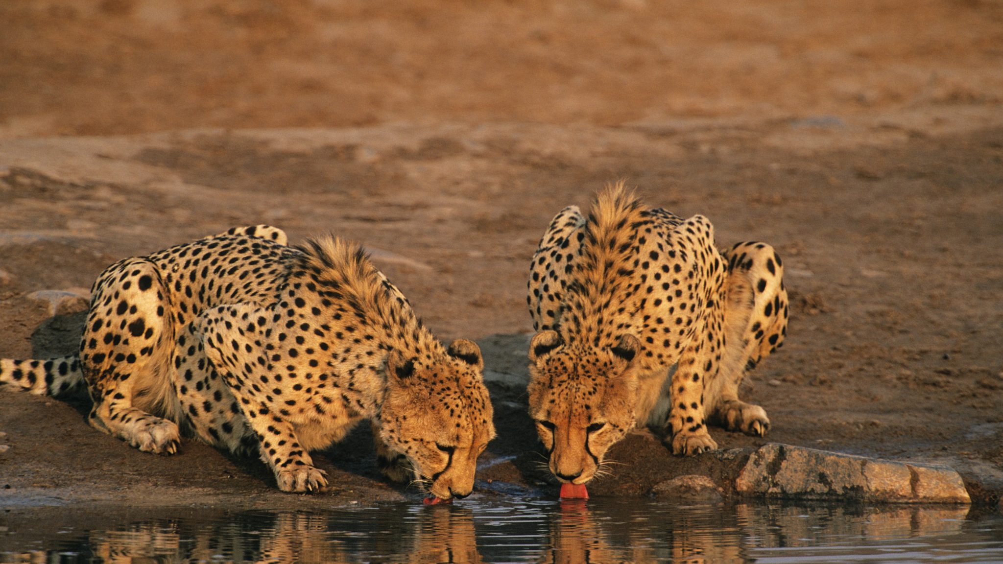 Leopard vs Cheetah: What's the Difference? | Cedarberg Africa