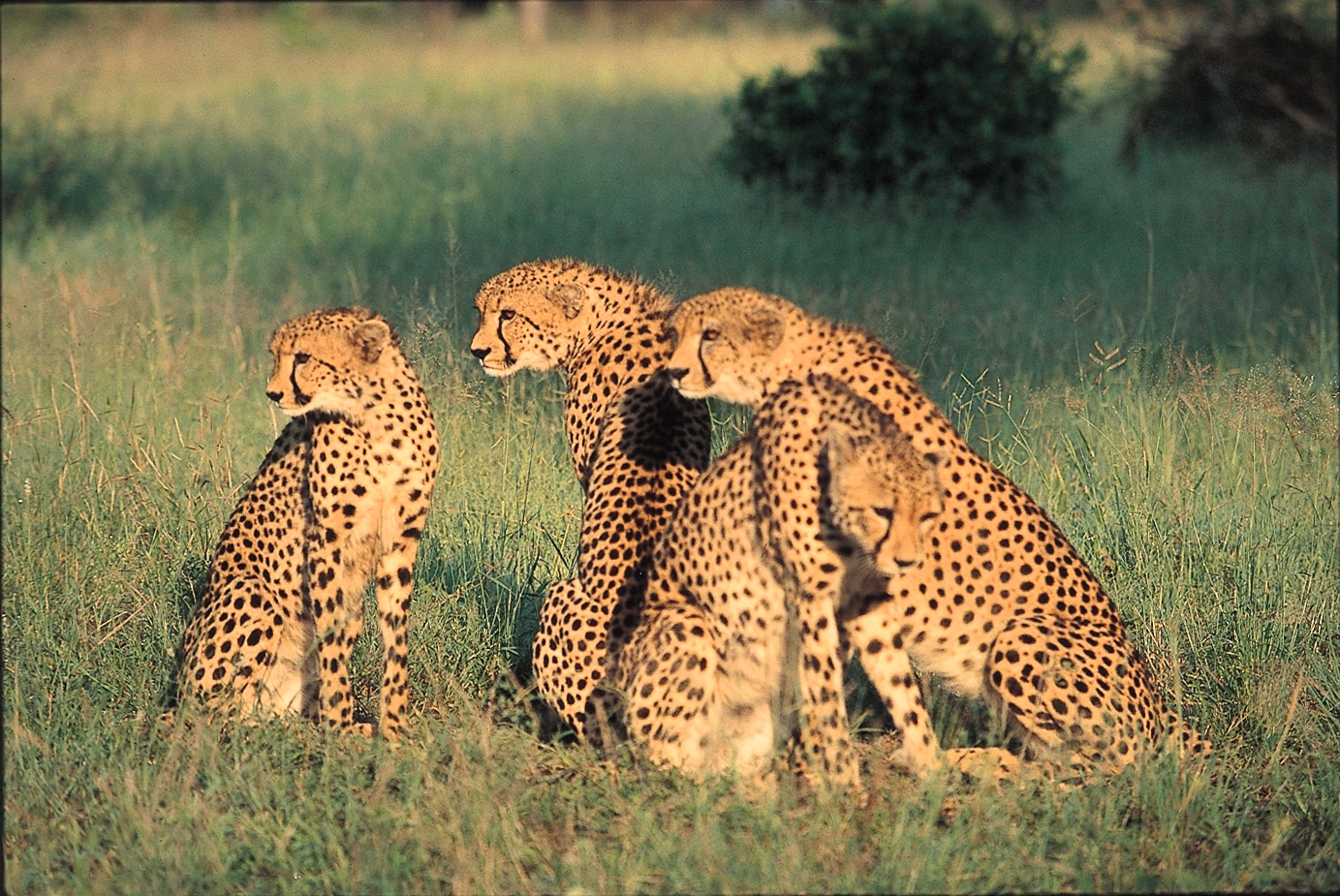 Leopard vs Cheetah: What's the Difference? | Cedarberg Africa