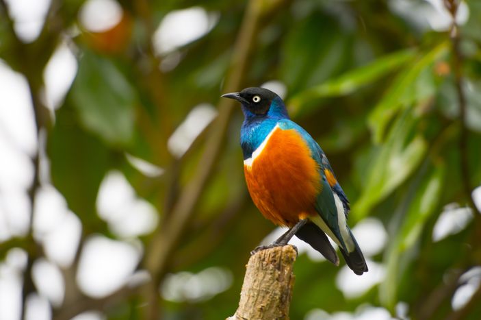 Ethiopia Birding tour 11 nights specialist tour | Cedarberg Africa